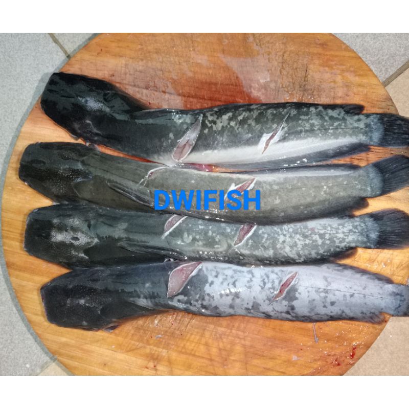 Jual Ikan Lele Segar Frozen 500gr/1kg (bersih tanpa insang) | Shopee ...