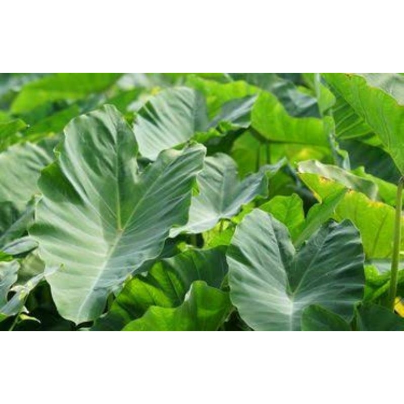 Jual Daun Talas Bogor untuk pakan 1kg - daun bentul/bentol | Shopee ...