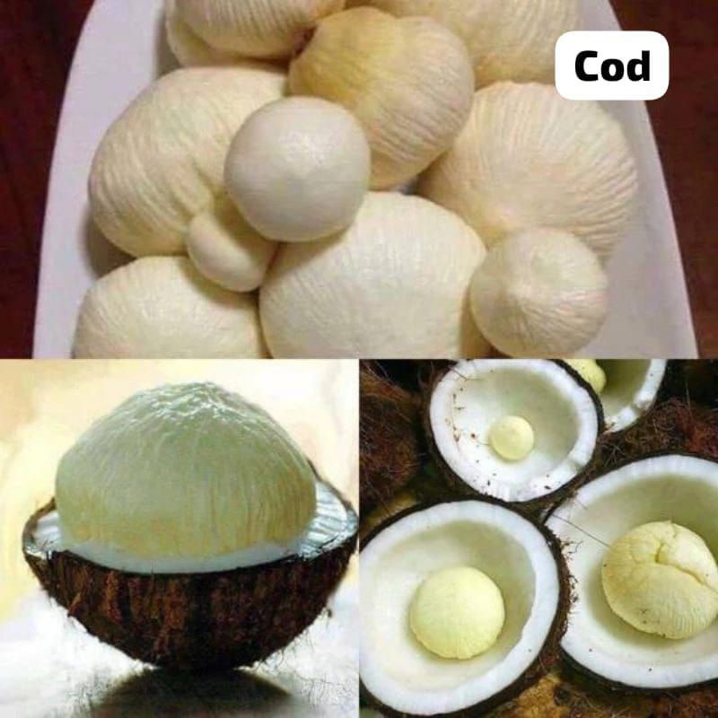 Jual Kentos Kelapa Tiga butir | Shopee Indonesia