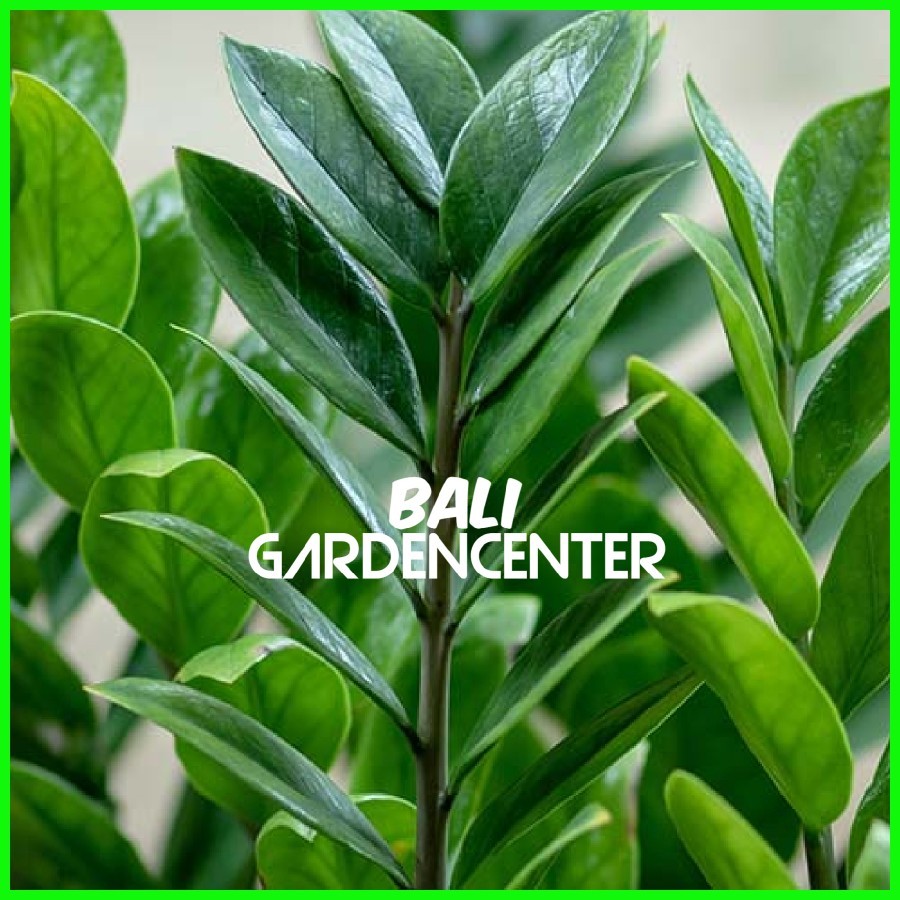Jual Tanaman Hias ZZ Plant Zamioculcas Zamiifolia - Daun Dolar Zimia ...