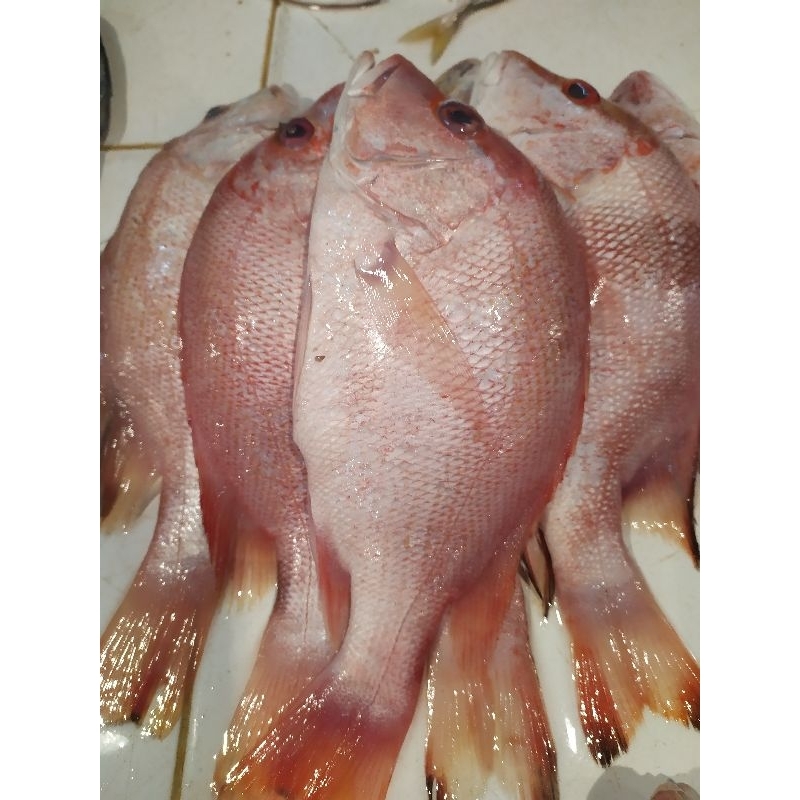 Jual Ikan Kakap Merah Fresh / Frozen 1.0kg | Shopee Indonesia