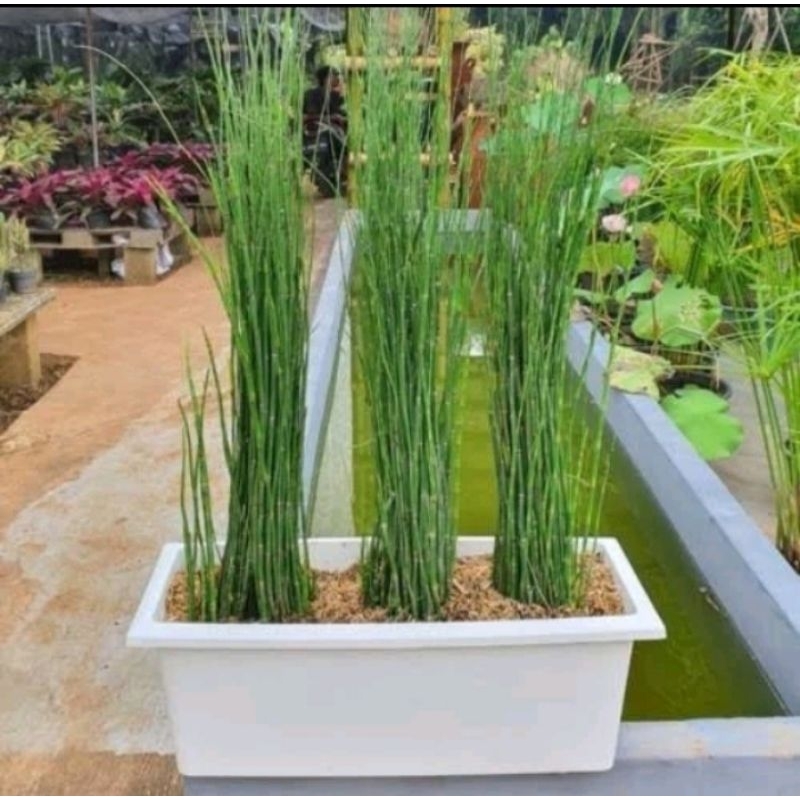 Jual bambu air +pot panjang ukuran 50 cm | Shopee Indonesia