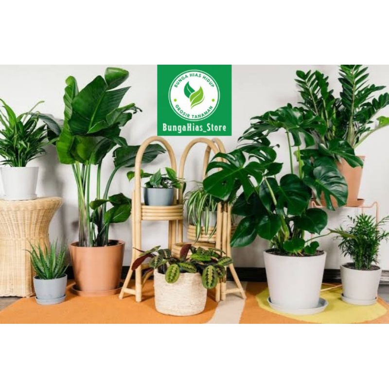 Jual (BISA COD) PROMO! Tanaman Hias Untuk Indoor Dalam Ruangan Bunga ...