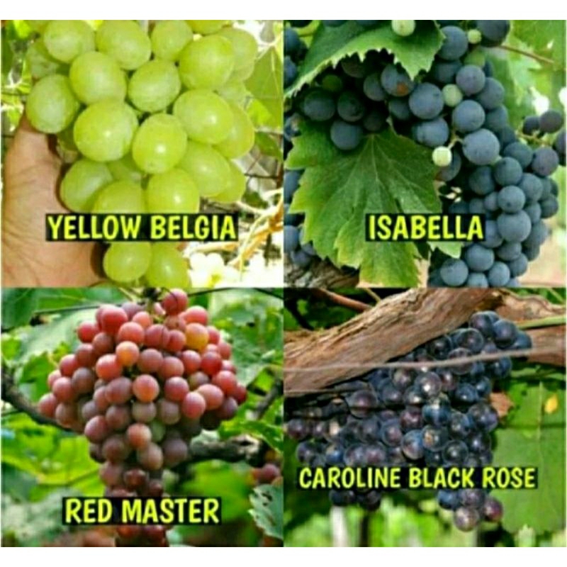 Jual Bibit Tanaman Anggur (Yellow Belgi, Red Master, Isabella ...