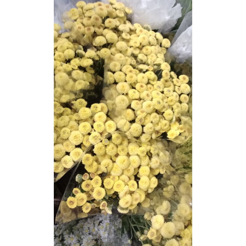 Jual bunga puma kuning/bunga calimero kuning fresh 1 ikat | Shopee ...