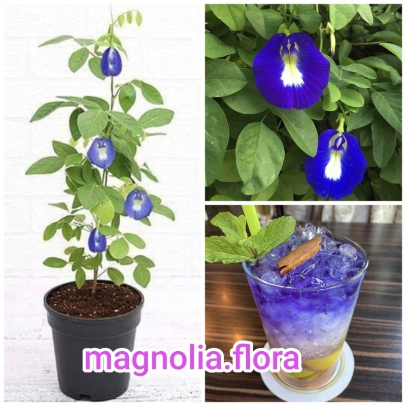 Jual Clitoria ternatea / bunga telang / kembang pewarna biru alami ...