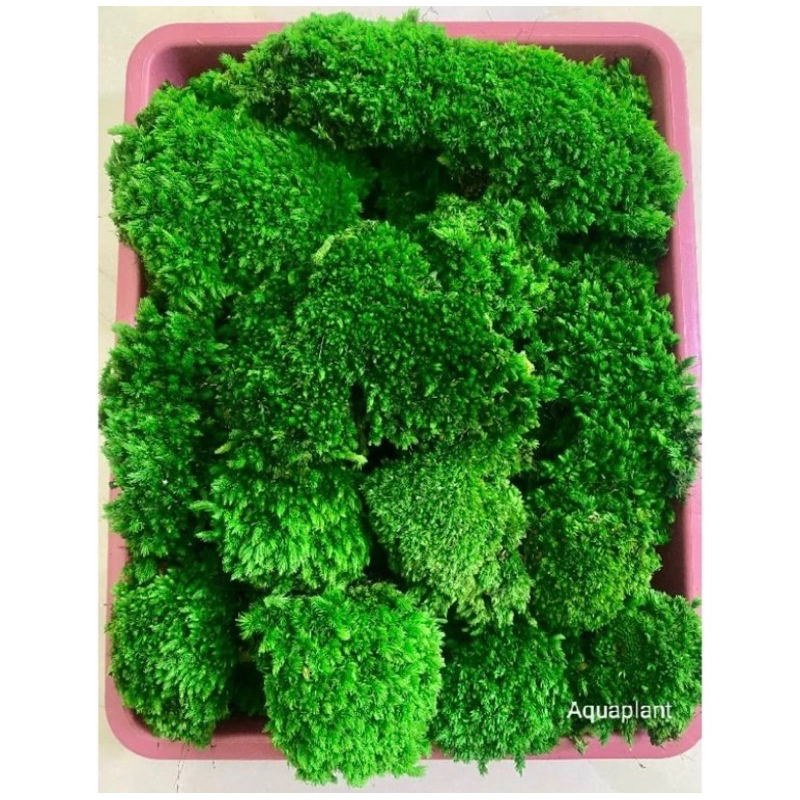 Jual moss mutiara mos darat paludarium | Shopee Indonesia