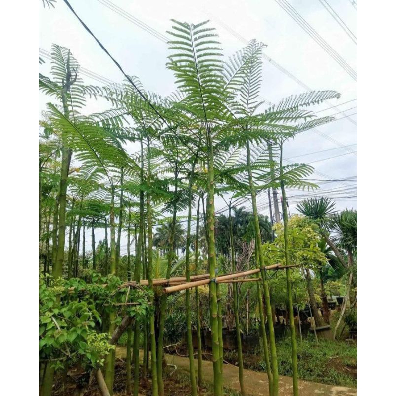 Jual Pohon Solobium Tinggi 300 Meter Tanaman Pakis Brazile-Solobium ...
