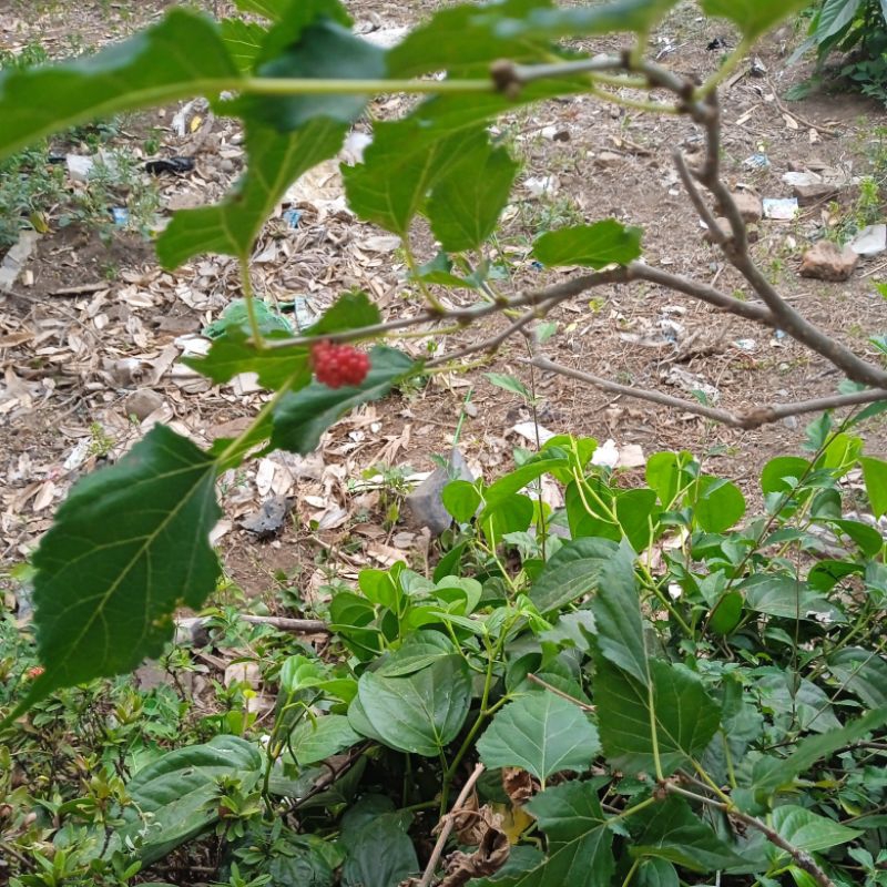 Jual Buah murbey | Shopee Indonesia
