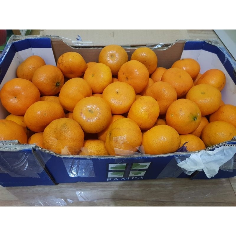 Jual JERUK MANIS SEGAR JENIS MURCOT JUMBO ARGENTINA MANIS SEPERTI ...