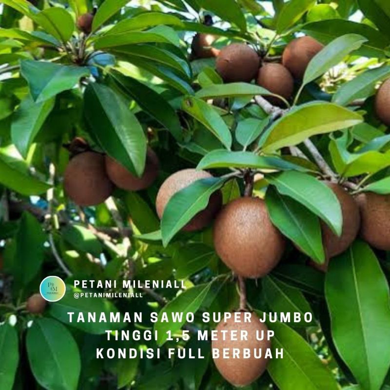 Jual Tanaman Sawo Super Jumbo Tinggi 1,5 Meter Up Kondisi FULL BERBUAH ...