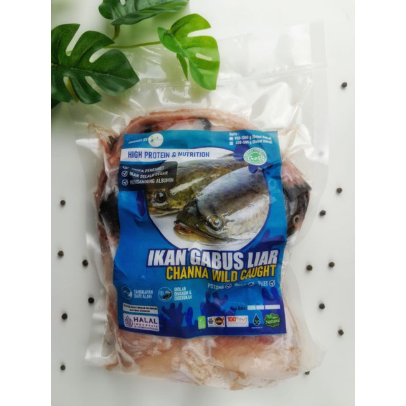 Jual IKAN GABUS LIAR siap olah (sudah bersih) @pureorganik varian ...