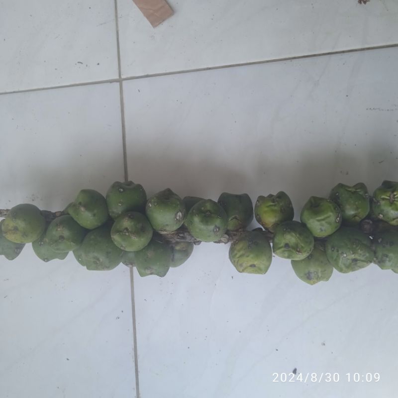 Jual buah kulang kaling segar/buah kulang kaling masih utuh 1kg ...
