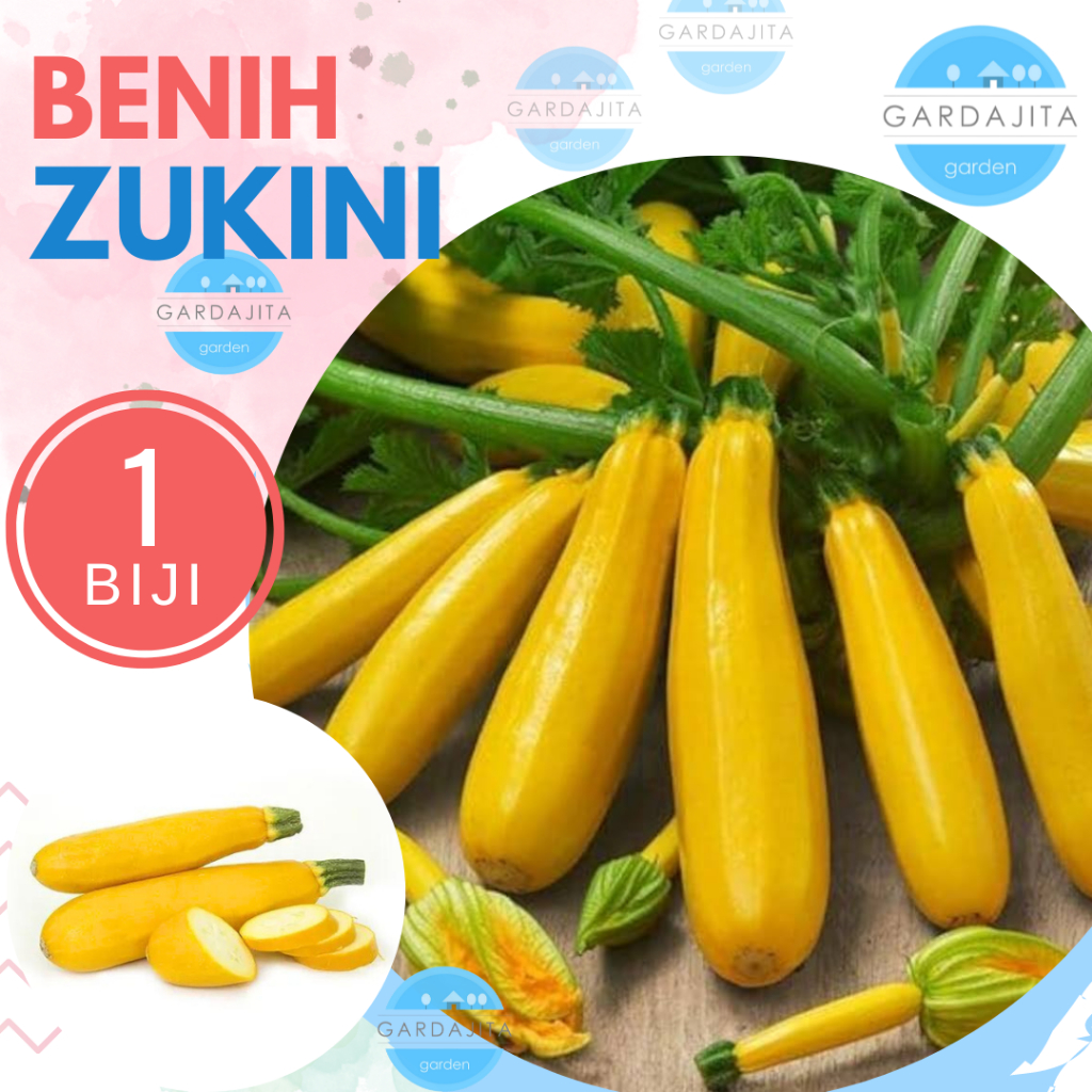 Jual Benih ZUCCHINI YELLOW Zukini Cherub Biji Bibit Sayur | Shopee ...