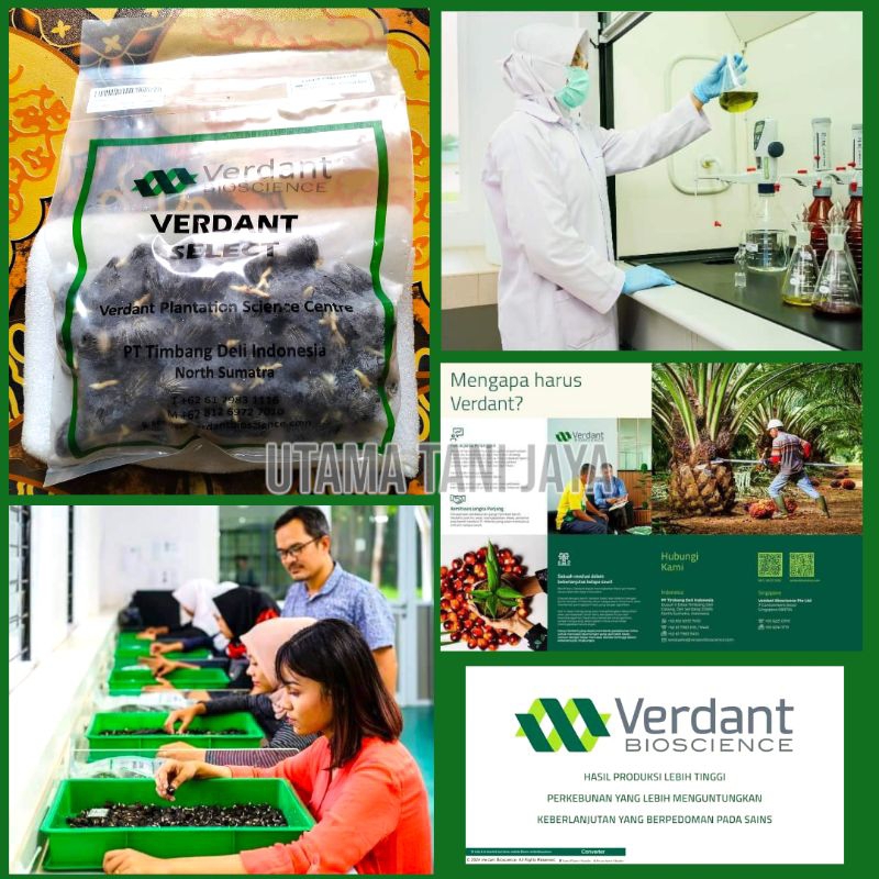 Jual Bibit kecambah sawit verdant select unggul bersertifikat | Shopee ...