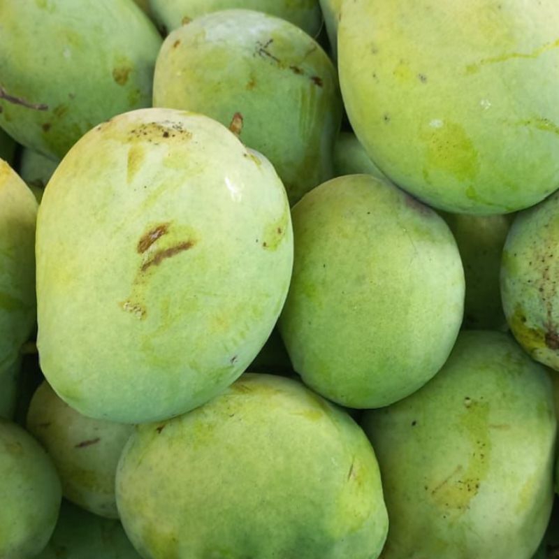 Jual Mangga Indramayu 1KG | Shopee Indonesia