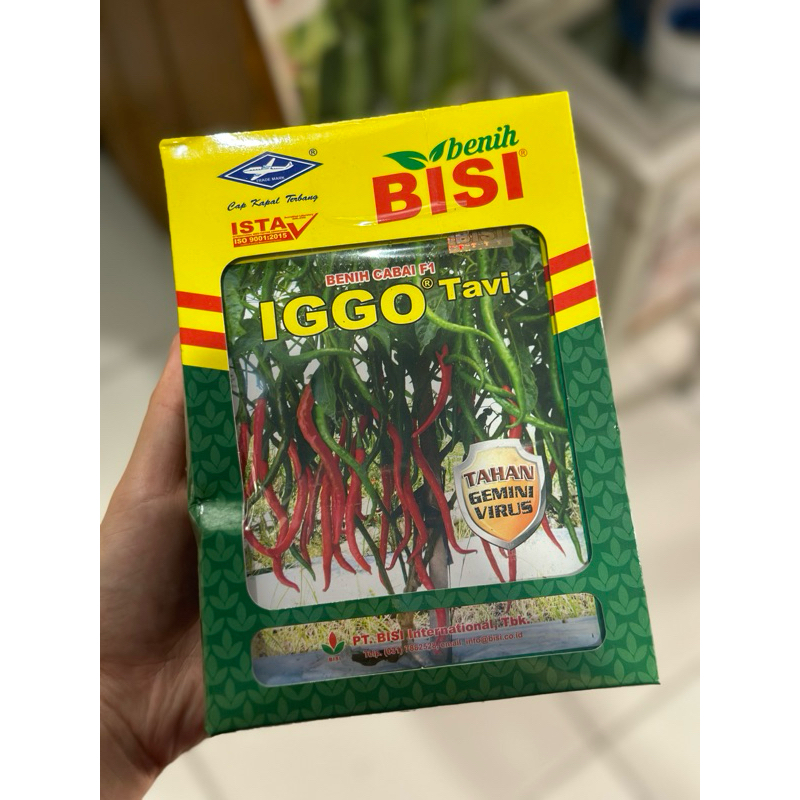Jual BENIH CABAI IGGO TAVI | Shopee Indonesia