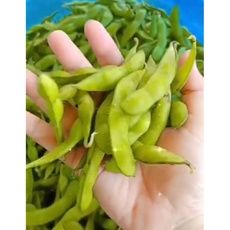 Jual Edamame Fresh 1 kg | Shopee Indonesia