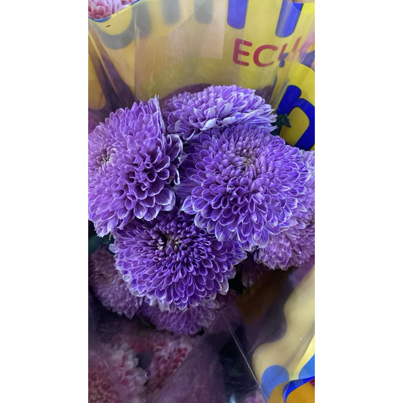 Jual GOMPIE UNGU (1 IKAT ISI 10 BATANG) | Shopee Indonesia