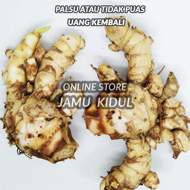 Jual Temu Ireng 1 KG atau Temu Hitam Segar | Shopee Indonesia