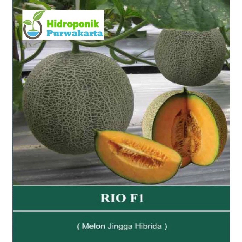 Jual Benih Melon Hibrida Daging Warna Jingga RIO F1 Isi 40 Butir Benih ...