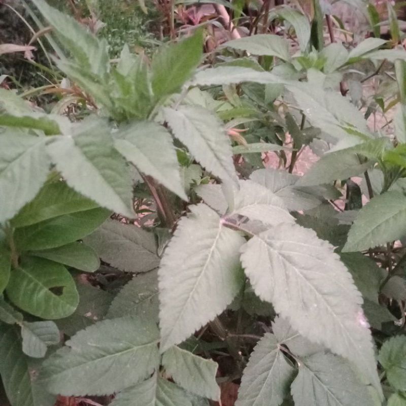 Jual Daun Hareuga Daun Ketul Obat Batuk Angina Berat 500 g | Shopee ...