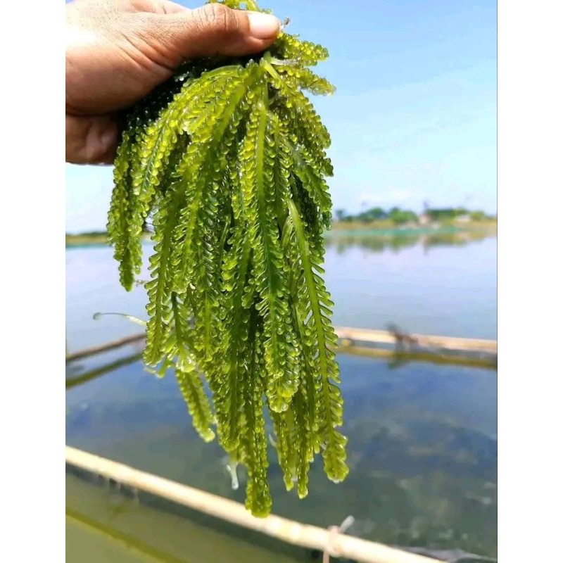 Jual Anggur Laut segar | sea grape 500 gram | Shopee Indonesia