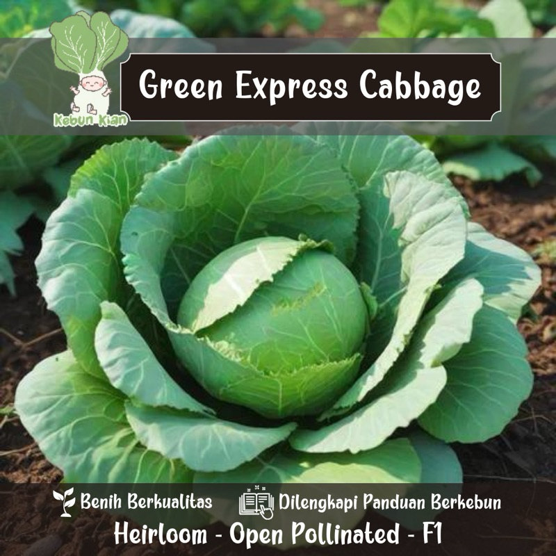 Jual 30 Biji - Benih Green Express Cabbage. Heirloom. | Shopee Indonesia