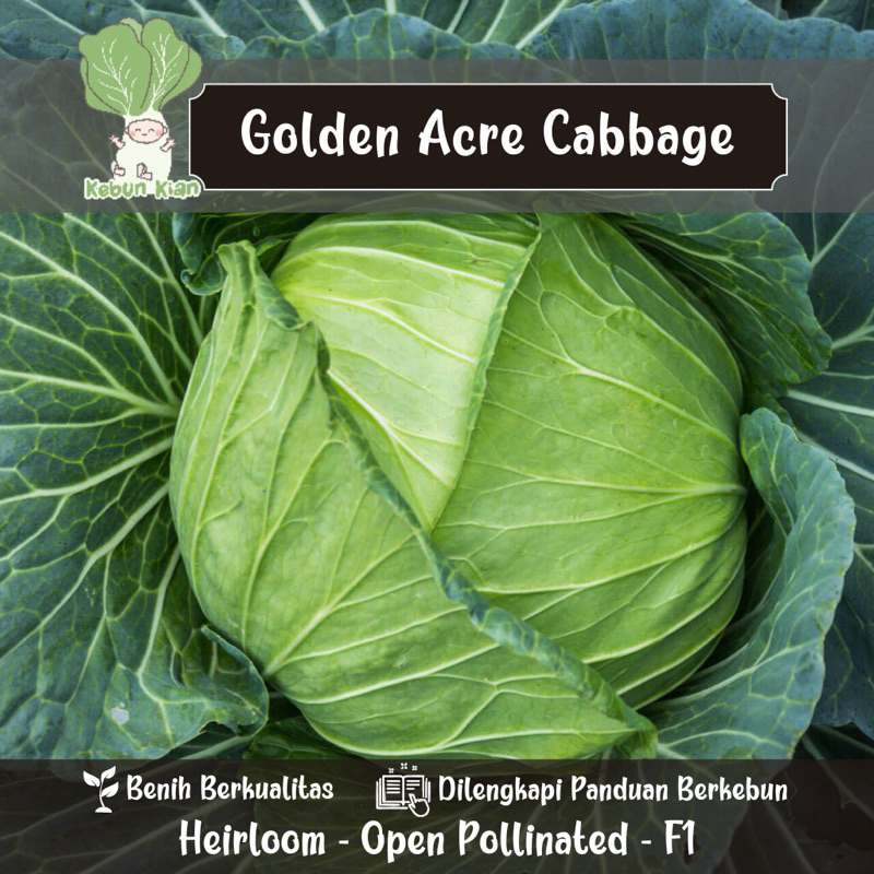 Jual 30 Biji - Benih Golden Acre Cabbage. Heirloom. | Shopee Indonesia