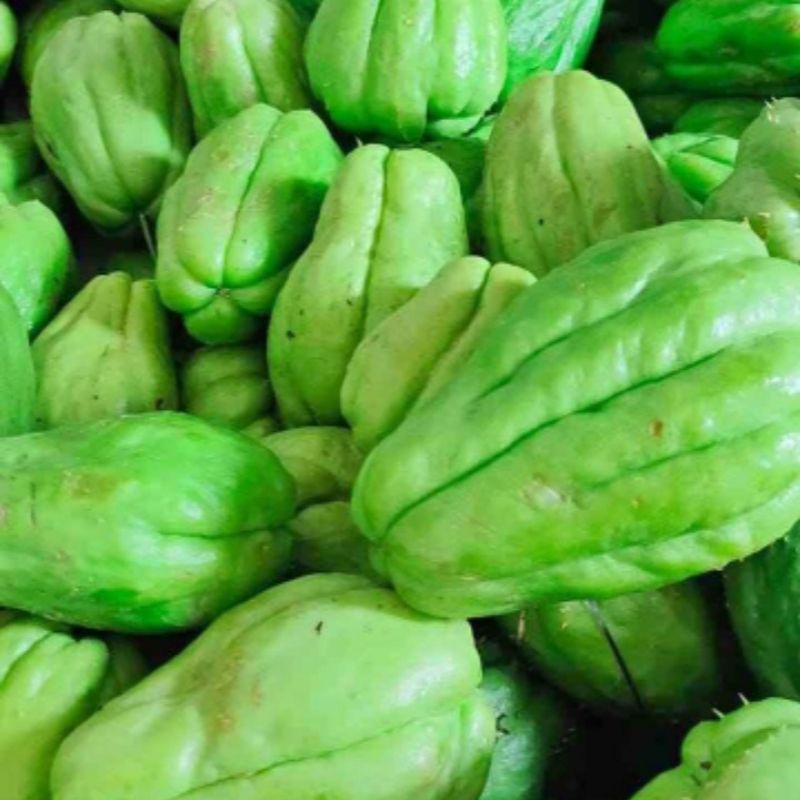 Jual LABU SIAM 30 TON | Shopee Indonesia