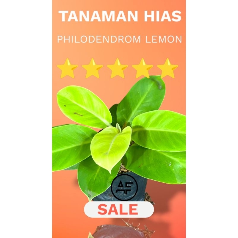 Jual philo lemon line tanaman hias cocok untuk teras rumah, vertikal ...