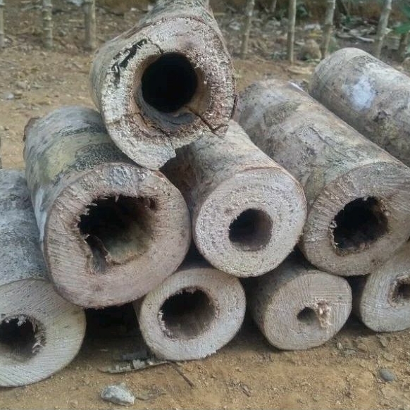 Jual 1 Batang || Kayu Lapuk Unik Combong | Shopee Indonesia