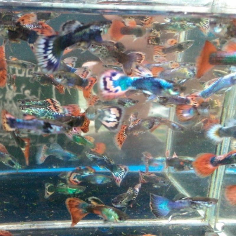 Jual paket per 10ekor Guppy bermacam-macam jenis | Shopee Indonesia