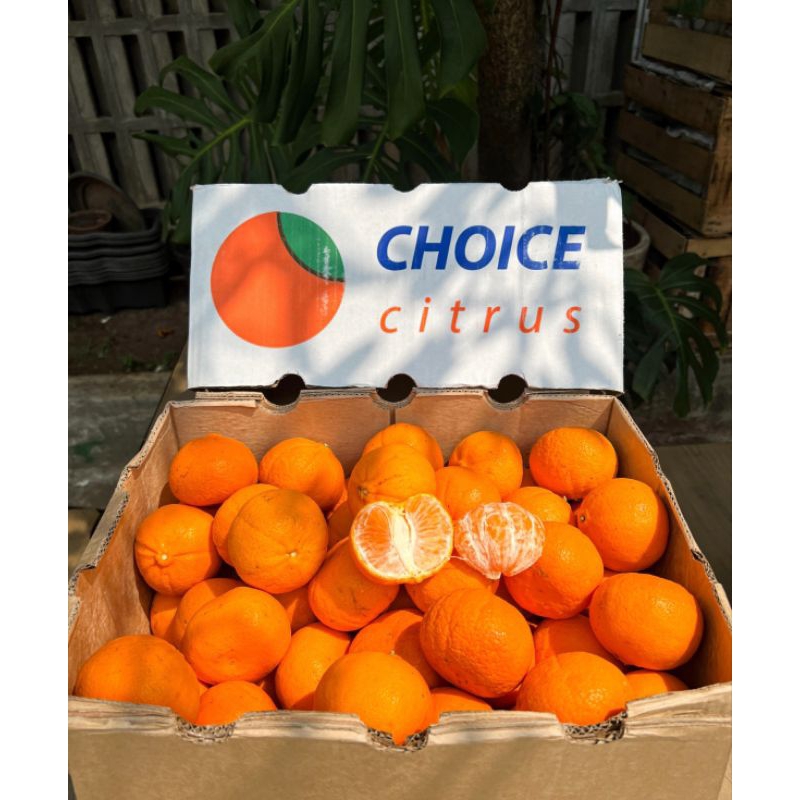 Jual Jeruk Premium Honey Murcot/ Wogan / Wokam Siap Kirim - Jeruk Manis ...