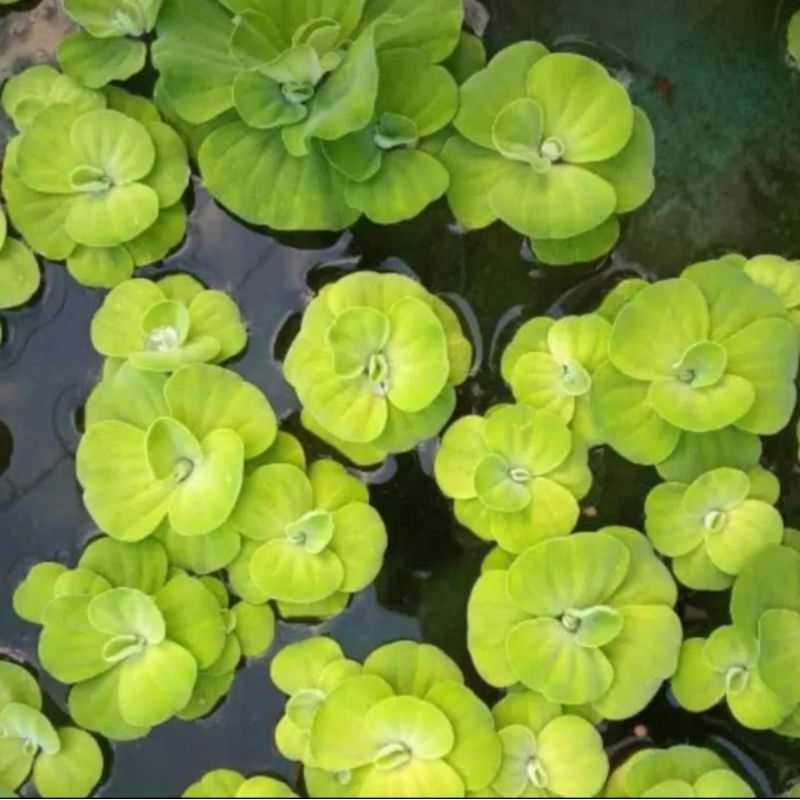 Jual 10 pcs Apu Apu Mini Cantik, Tanaman air mini Terapung ! Gratis ...