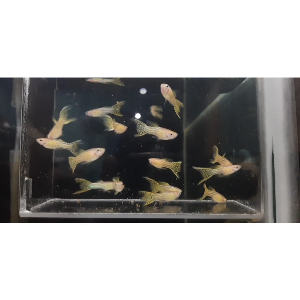 Jual Paket 1 Pair Guppy Yellow Pingu, HB White, Blonde Yellow lace double sword, PRTDE Koi ...