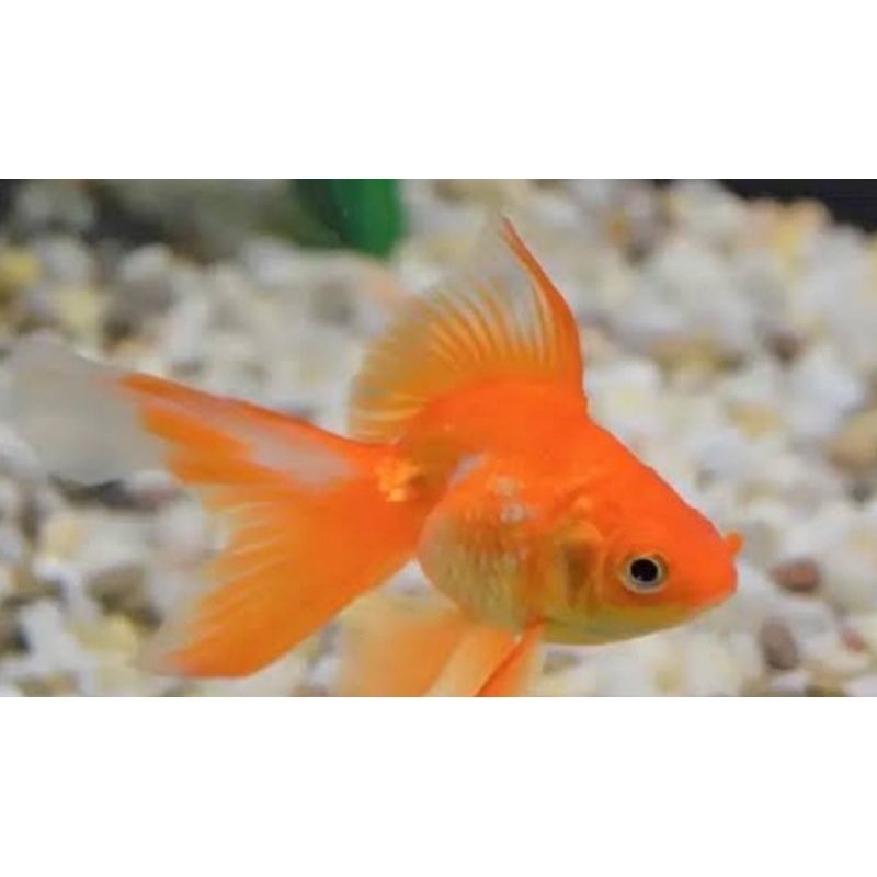 Jual ikan maskoki oranda | Shopee Indonesia