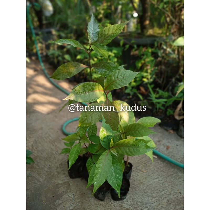 Jual TANAMAN HERBAL DAUN UNGU / HANDELEUM/ OBAT WASIR/OBAT AMBEYEN ...