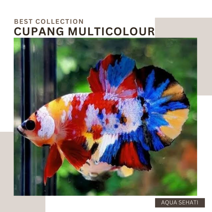 Jual Jual cupang plakat multicolor - Ikan Cupang Galaxy Multicolor ...