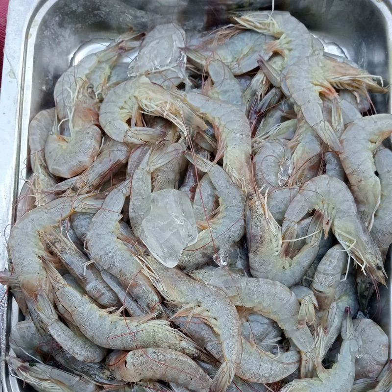 Jual Udang Besar segar Harga per 1 kilo gram | Shopee Indonesia