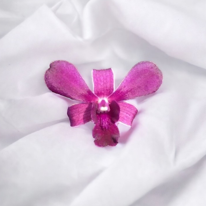 Jual Anggrek Dendrobium Pure Ink Dewasa Spike Knop Bunga Big Kode INK ...