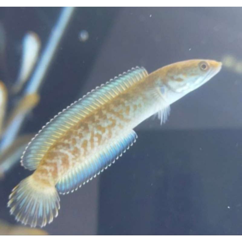 Jual andrao jos jis | Shopee Indonesia