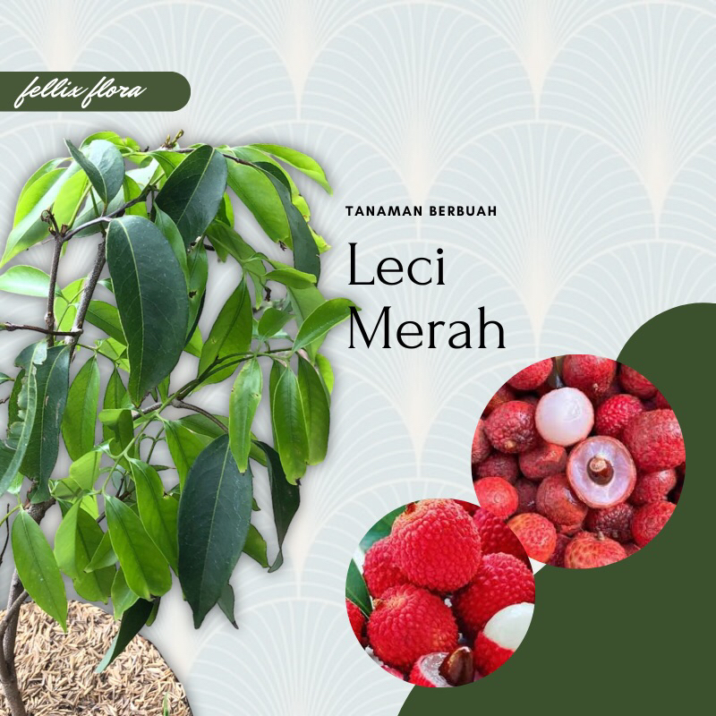 Jual Bibit buah leci merah / tanaman buah leci merah | Shopee Indonesia