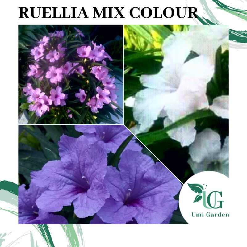 Jual 30 Biji Benih Ruellia Mini Mix 3 Warna Pink Ungu Putih | Shopee ...