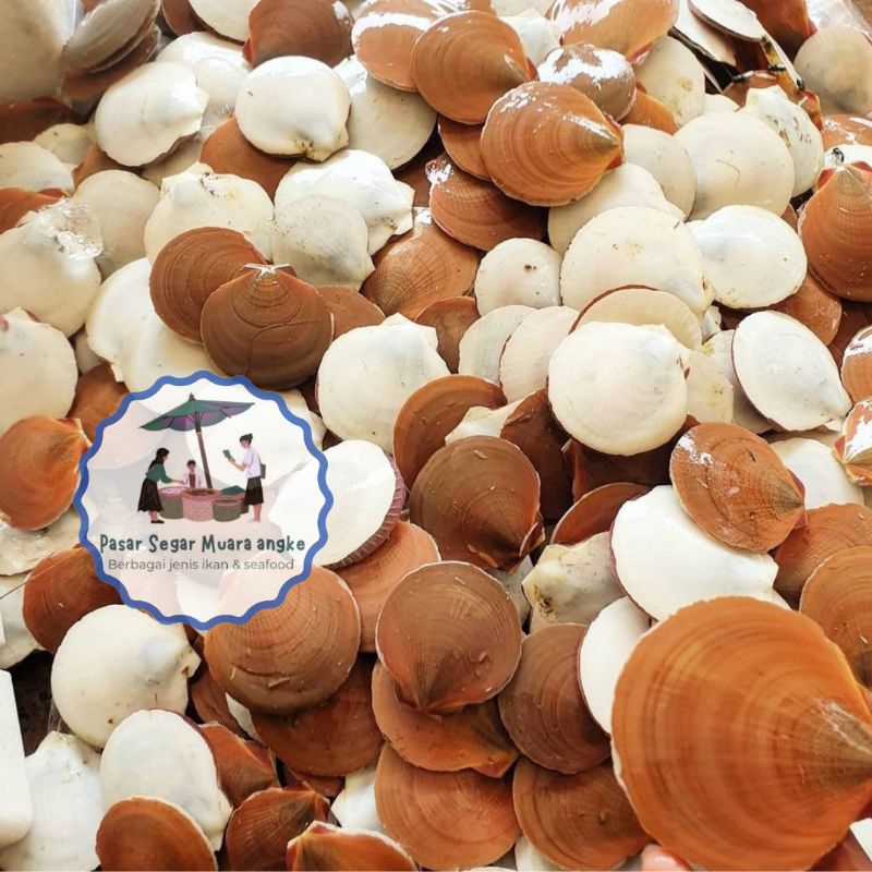 Jual Kerang Simping Segar Seafood hasil laut segar 1 kg | Shopee Indonesia