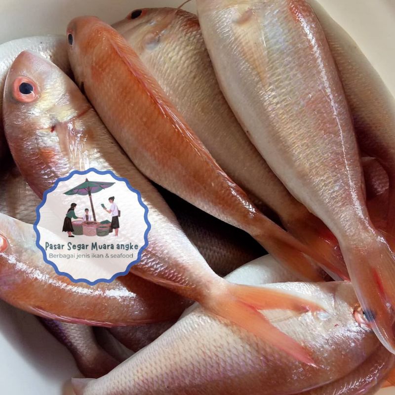 Jual Ikan Kurisi Segar Seafood hasil laut segar 1 kg | Shopee Indonesia