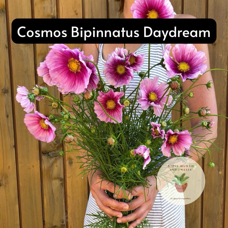Jual 10 Benih Bunga Cosmos Bipinnatus Daydream | Shopee Indonesia