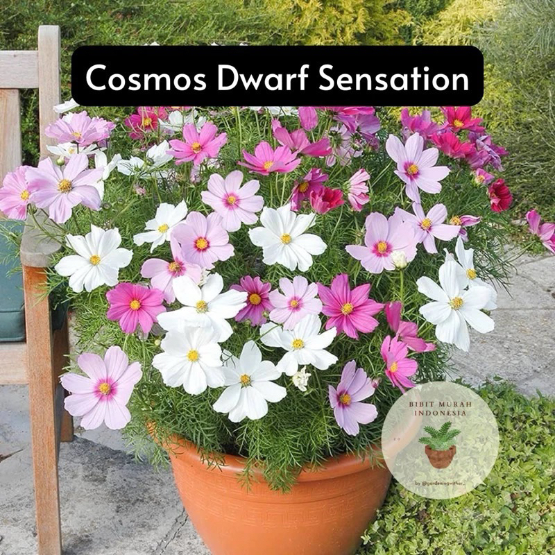 Jual 10 Benih Bunga Cosmos Bipinnatus Dwarf Sensation Mix | Shopee ...