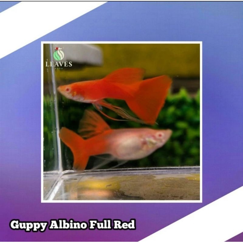 Jual Guppy albino full red / guppy afr sepasang | Shopee Indonesia