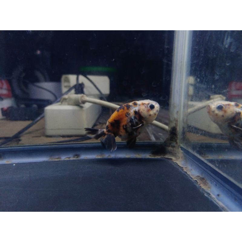 Jual koki ranchu calico sapi sapi an berjambul | Shopee Indonesia